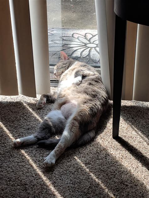 Meet Gaia She Loves Sunbathing R Aww