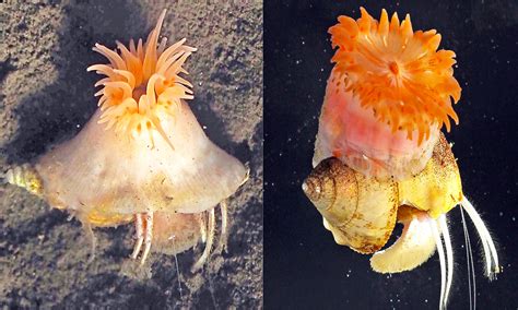 Sea Anemone Species Found That Builds Homes For Hermit Crabs
