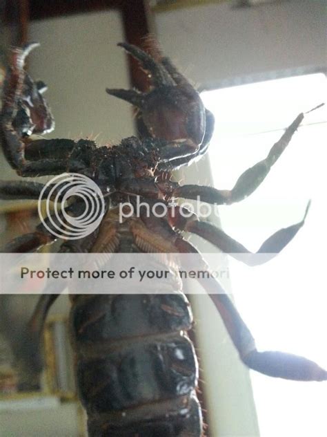 How To Sexing Pandinus Spp And Heterometrus Spp