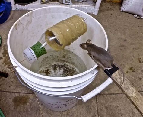 Diy Rat Trap Box At Robin Clark Blog