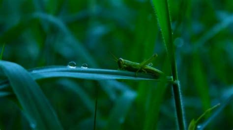 Grass Hopper Grass Green Free Stock Video Pixabay
