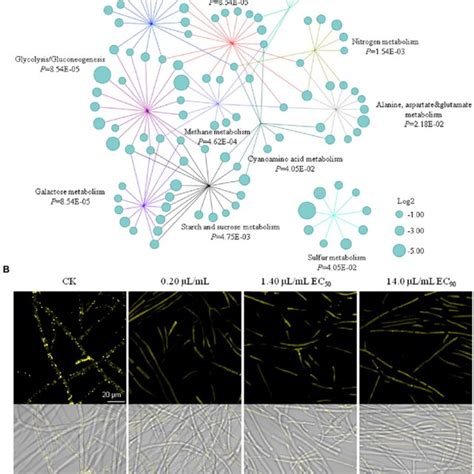 Limonene Formulation Inhibited The Energy Metabolism Pathways And Lipid Download Scientific