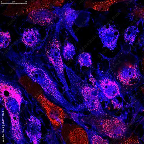 Mitochondria Staining In Fibroblasts Stock Illustration Adobe Stock