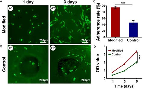 Figure 1 From Surface Modification Of Decellularized Trachea Matrix