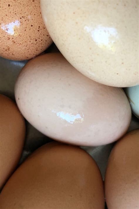 Meet The Delaware Chicken Backyard Breed Guide