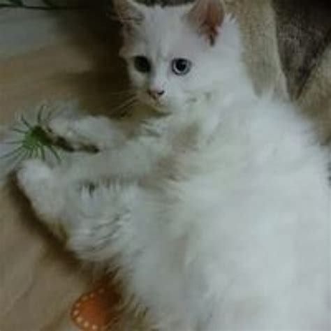 Stream Amina Mostafa 5 Music Listen To Songs Albums Playlists For