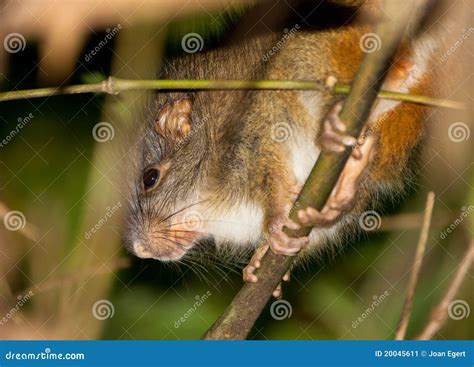 O Bambu Rato Raro Imagem De Stock Imagem De Floresta 20045611