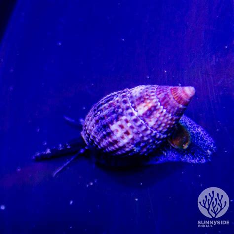 Nassarius Snail