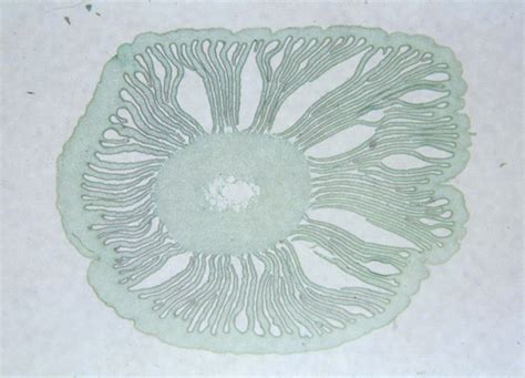 Basidiomycota Microscope