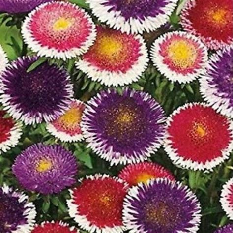 65 İndirimle Pompon Hinomaru Mixed Aster Çiçeği Tohumu