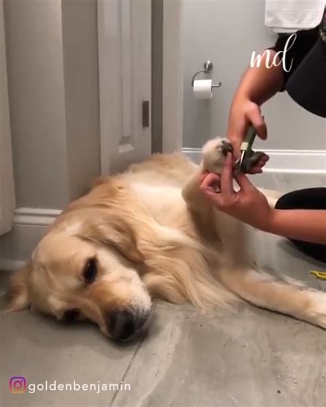 How To Trim A Golden Retriever Artofit