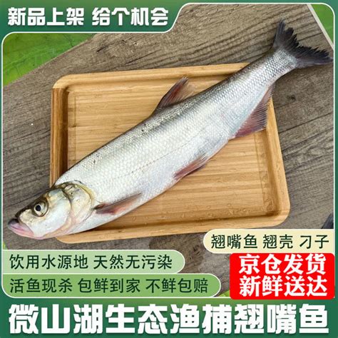 当天野捕大翘嘴鱼新鲜活鱼现杀大白刁子鱼小白条鱼淡水翘壳鲌翘嘴 翘嘴鱼活鱼现杀（杀好损耗15 ） 5斤 条【图片 价格 品牌 报价】 京东