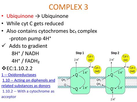 Electron Transport Chain Ets Pptx