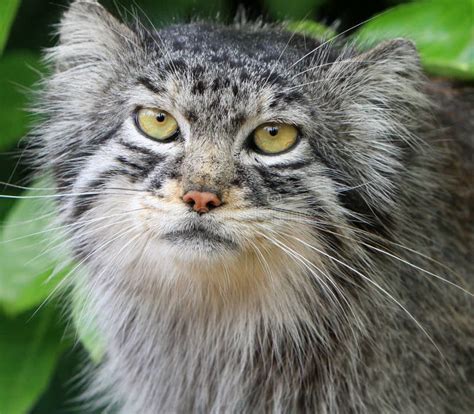 Cat Wild Stock Image Image Of Hunter Beautiful Asia 9717017