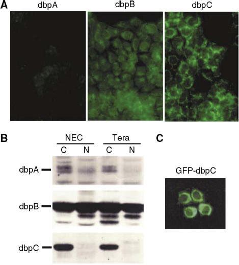 Expression Of Dbpc In Cultured Human Seminoma Cells A Demonstration