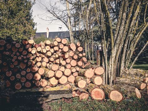 회색 콘크리트 바닥에 갈색 나무 통나무 사진 Unsplash의 무료 나무 이미지