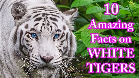 Fun Facts About White Tigers