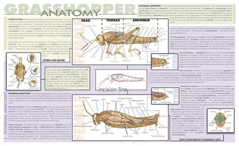 Frey Scientific Laminated Dissection Mat Grasshopper Anatomy Print