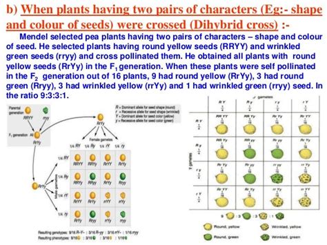 Heredity And Evolution Class 10th Cbse Heredity And Evolution Class 10th Cbse