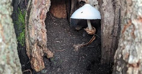 Mushroom Album On Imgur Mushroom Album On Imgur