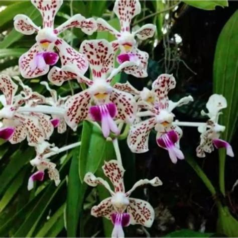 Jual Anggrek Vanda Tricolor Shopee Indonesia
