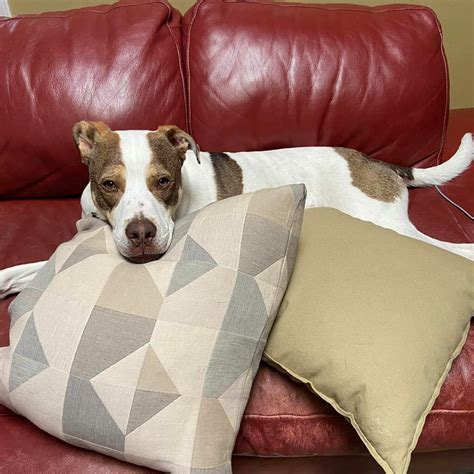 Foster Spotlight Mie And Ember Joybound Formerly Arf