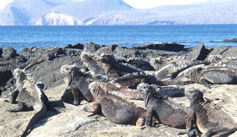 Galapagos Islands Puerto Egas Santiago Island