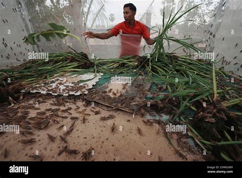 A Farmer Feeds Bran And Grass To Grasshoppers Before Selling Them For