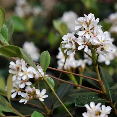 Hawthorn Shrubs Varieties Garden Advice Treating Leaf Spot On Indian