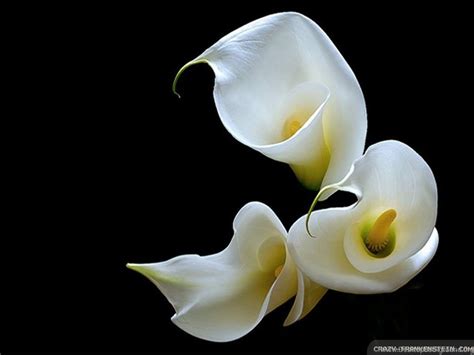Lily Screensavers Wallpapers 4k Hd Lily Screensavers Backgrounds On