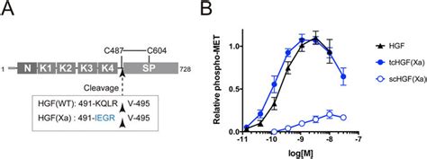 Recombinant Hgf Protein With The Engineered Factor Xa Site Is Download Scientific Diagram