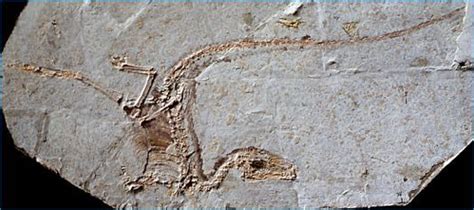 The First Triassic Plesiosaur Artofit