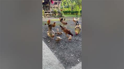 Feeding Native Chicken Nativechicken Youtube