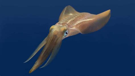 Download A Squid With Long Legs And A Long Tail