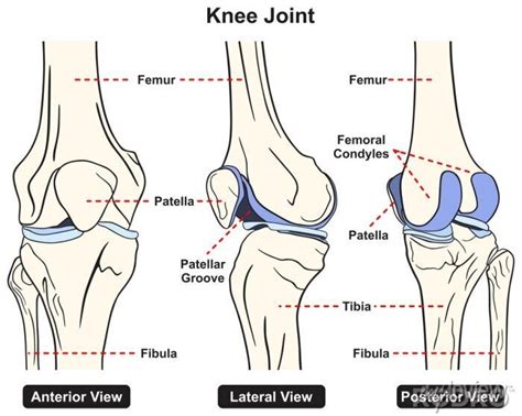 Knee Joint Anatomy Infographic Diagram Medical Science Education Wall Mural • Murals Ligament