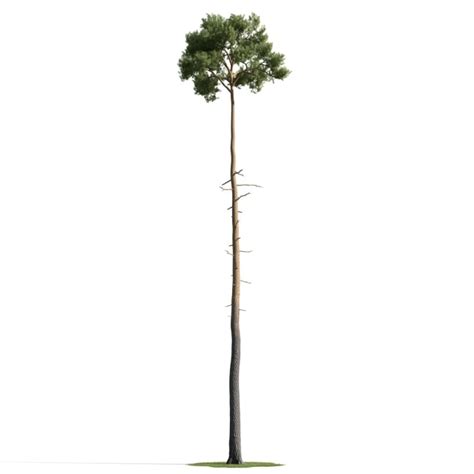 3d Scanned Trees Archmodels Vol 163 Evermotion