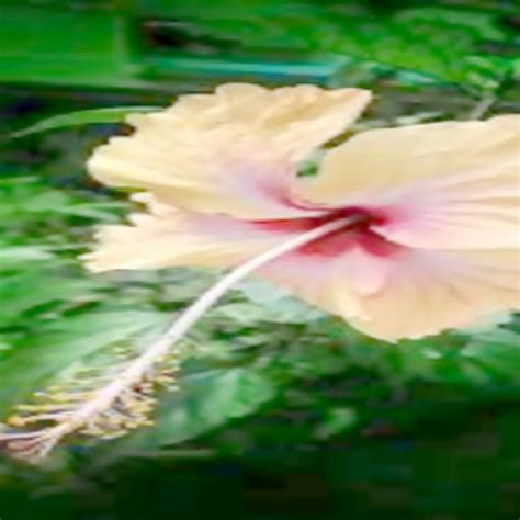 Flower Dataset For Learners Kaggle