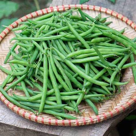 Đậu Que Đậu Cô Ve Farmvina Nông Nghiệp