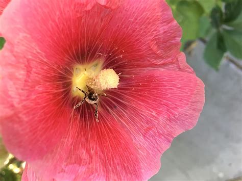 Bee Bumblebee Insects Free Photo On Pixabay Pixabay