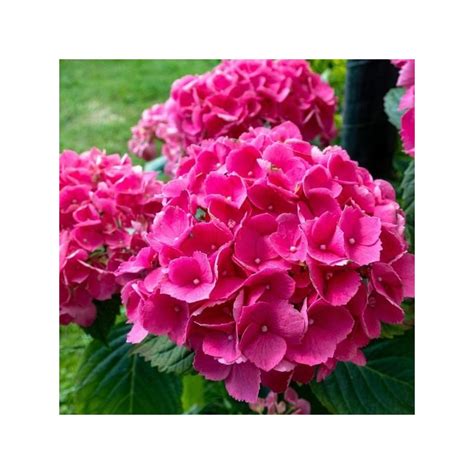 Hydrangea Macrophylla Masja