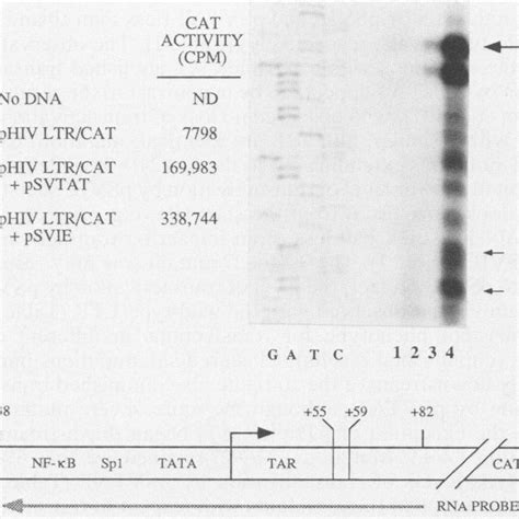 Hiv 1 Transcripts In Transfected Mrc 5 Cell Cultures Cultures Of Mrc 5