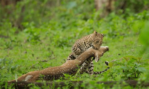 Leopard The Ambush Hunter Evolve Back
