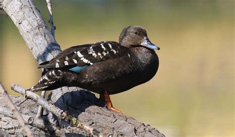 11 Black Duck Breeds The Hip Chick