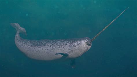 Watch Narwhals Use Tusks To Play With Foods