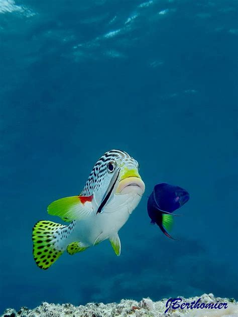 Duiken Snorkelen In De Onderwaterwereld Van De Rode Zee In Egypte Artofit