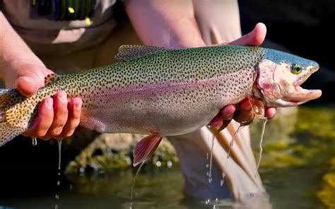 Lani Wallers Grasshopper Bridge Midcurrent Fishing Fly Tackle