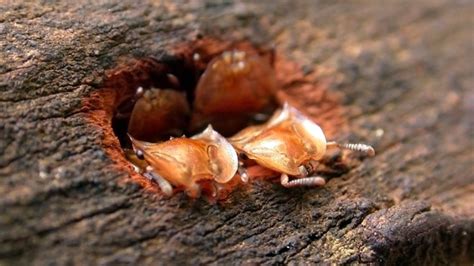 Turtle Ants Use Evolution To Turn Their Heads Into Living Doors