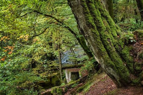 Trees Growing In Forest Premium Photo