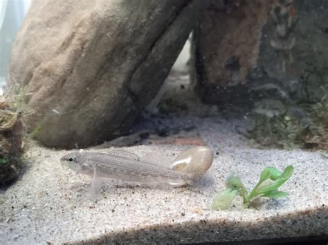 Identifying Fish Raquariums