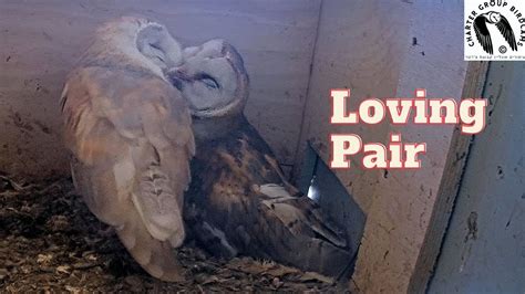 How Cute A Female Barn Owl Preens Her Mate While Sitting On Their Eggs Youtube